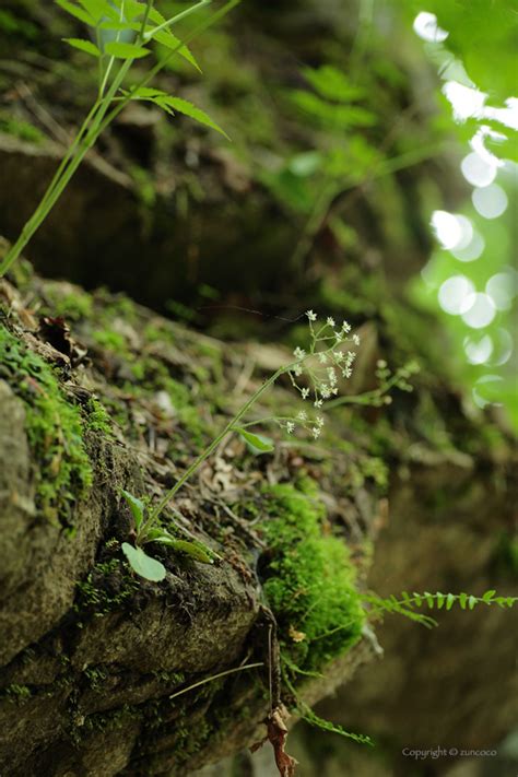 ヤマハナソウ 山鼻草