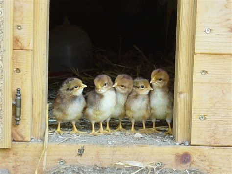 Backyard Chicken Keeping Backyard Chicken Keeping
