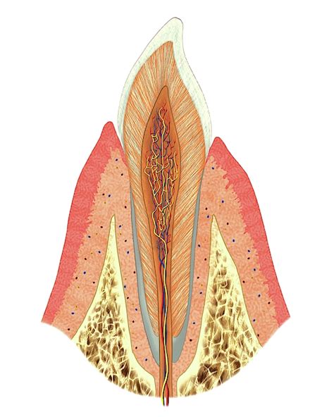 Structure Of Incisor Tooth Galaxy Case By Asklepios Medical Atlas Pixels