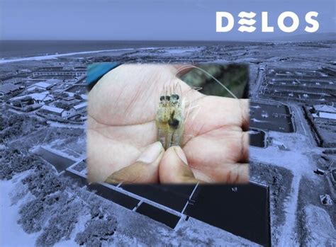 Types Of Bacterial Diseases In Shrimp Delos Aqua