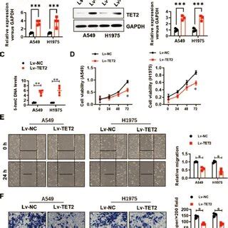 TET2 Significantly Activates The CGAS STING Signalling Pathway A