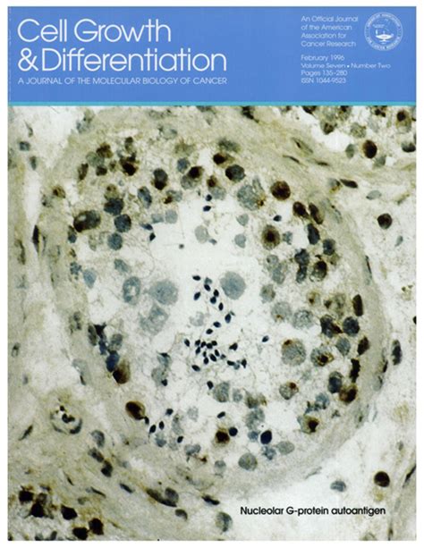 Formation Of P27 Cdk Complexes During The Human Mitotic Cell Cycle