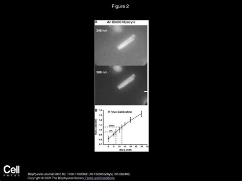 Measuring Cell Fluorescence Using Imagej