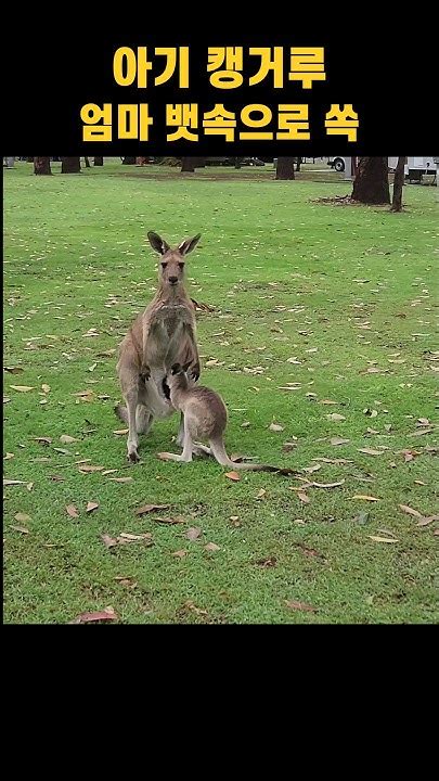 아기 캥거루 엄마 주머니 속으로 들어가기 Kangaroo Pouch 호주 캠핑장 캥거루 Kangaroo Youtube