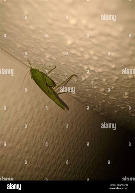 Mediterranean Katydid Phaneroptera Nana Stock Photo Alamy