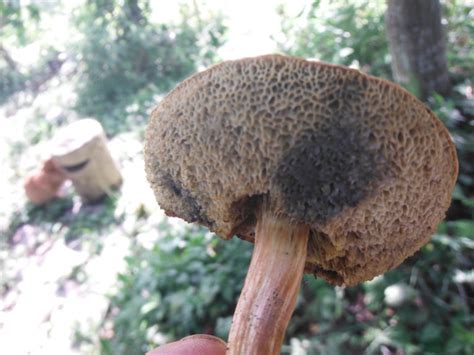 庭に、生えていたキノコ食べてみた～コウジタケ～ 自給自足の小さな暮らしーろん農園ー
