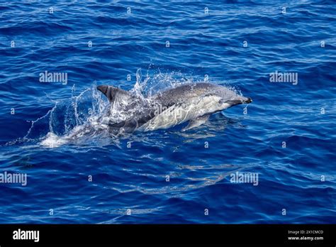 Acrobatic Common Dolphins Delphinus Delphis In The Hauraki Gulf Marine Park Auckland New