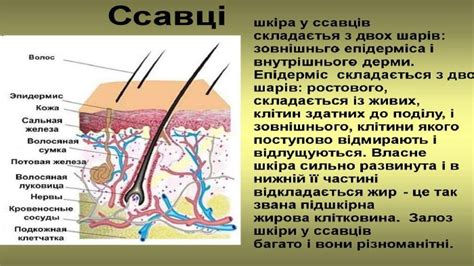 Презентація Ссавці їхні особливості