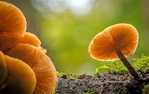 Mushroom Hd Nature Hd Wallpaper Rare Gallery