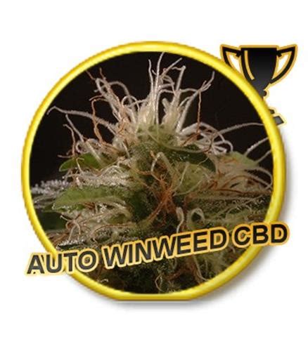 Mr Hide Seeds Auto Winweed Cbd Mr Hide Seeds 1 Seme Fem
