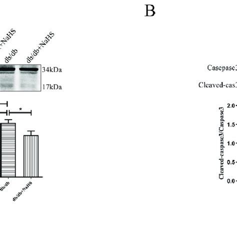 exogenous h2s improved serca2a protein level and activity in db db