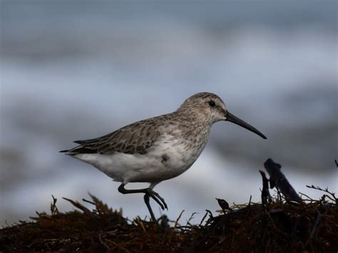 ハマシギ 夏羽に換羽開始 新潟の野鳥フィールドノート