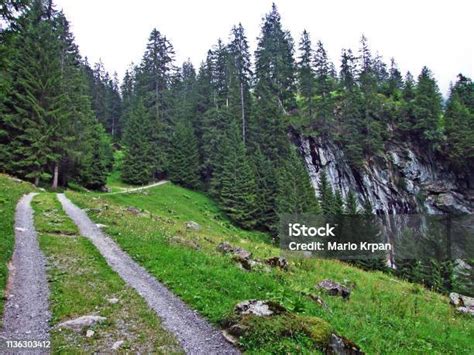 Maderanertal 알파인 밸리의 나무와 상록 숲 0명에 대한 스톡 사진 및 기타 이미지 0명 경관 계절 Istock