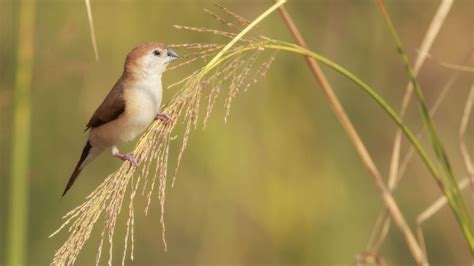 Nature Calming Music Bird Photography YouTube