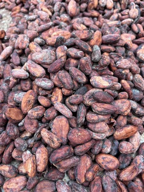 Cocoa Beans At Best Price In New Delhi By Rpg Industries Id 2854388866333