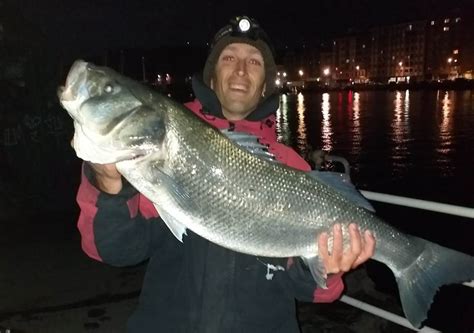 Pescan Una Lubina De Más De 9 Kilos En La Ría De Bilbao Desveda