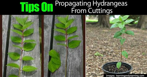 Tips On Propagating Hydrangeas From Cuttings