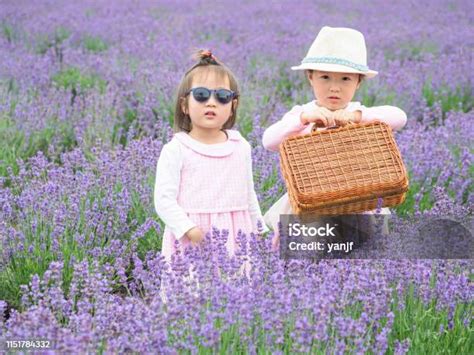 화창한 여름 날에 라벤더 밭에서 재생 하는 두 중국 아기 소녀 사랑 스러운 머리와 아름 다운 어린 소녀 행복 한 아이 들 라이프 스타일 땋은 머리에 대한 스톡 사진 및 기타