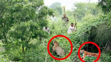 Tiger Attact A Car On Road Men And Cow Tiger Attack Cow In India