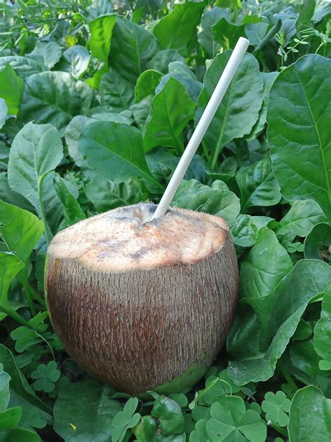 Benifits Of Jute Straws