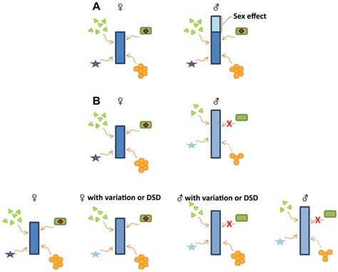 Analytical Models For Genetics Of Human Traits Influenced By Sex Pmc