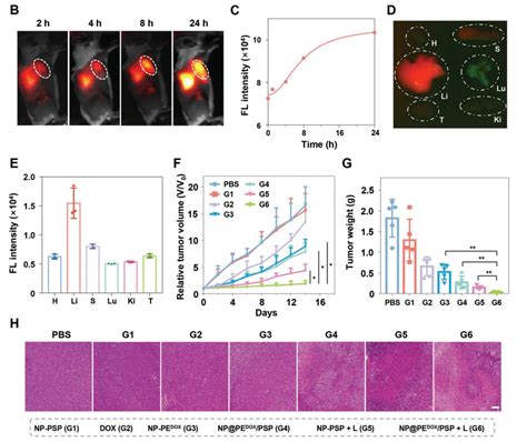聚合物探针 集成了nir Ii荧光生物成像、光动力免疫治疗和光激活化疗的可降解仿半导体聚合物纳米颗粒 知乎