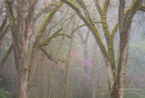 Photographing Forests Michael Frye Photography