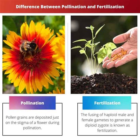 Pollination Vs Fertilization Difference And Comparison