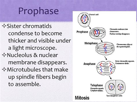 Cell Cycle And Mitosis The Phases In The Life Of A Cell Are Called The