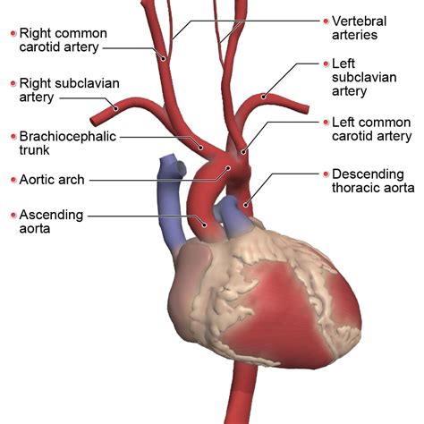What Is A Normal Aortic Arch At Bev Wood Blog