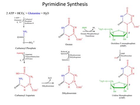 Biosynthesis Of Nucleotides Pptx