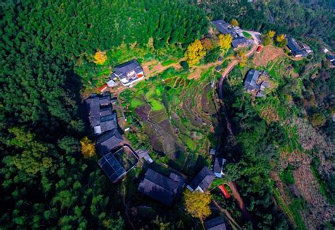 多彩杨梅 “游”你画斑斓 世界瓷都 自在德化瓷都德化新闻网