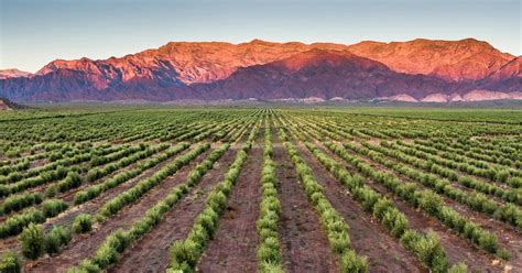 Alimentos Y Cambio Climático Que Es La Agricultura Regenerativa Que Permite Producir Sin
