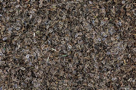 딜 씨앗의 자연 배경에 대한 그림입니다 허브와 향신료의 봄 또는 가을 파종 갈색에 대한 스톡 벡터 아트 및 기타 이미지 갈색 건조 식품 건조한 Istock