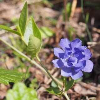 姫蔓日々草