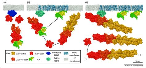 A Positive Feedback Loop Model Of Actin Dynamics Regulation By Pldb And Download Scientific