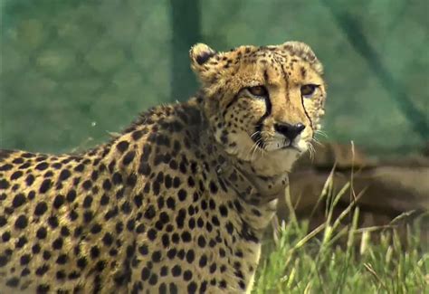 Not Easy To Bring Back Animal From Extinction Cheetah Expert The Hindu