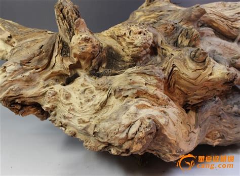 崖柏原木崖柏原木图片欣赏崖柏木材大山谷图库