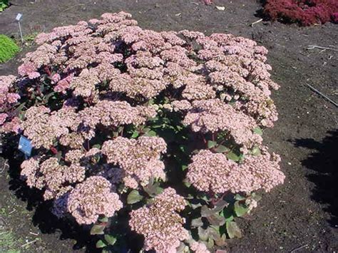 Sedum Matrona Vetkruid Bloemenpark Appeltern