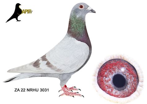 Lot 9 Sapir Olr Auction 3 Johnny Forbes Jacques Marius Za 22 Nrhu 3031 Meal Sire Za