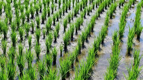 Kharif Crop Sowing Crosses 704 Lakh Ha Area Coverage Increases By 7