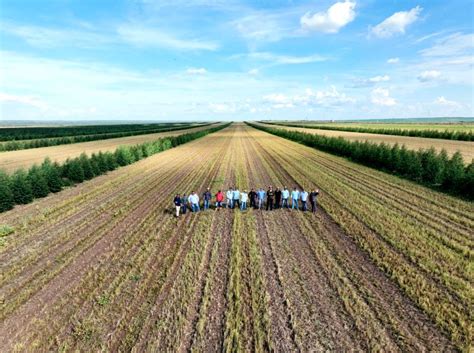 Émerson Silva No Linkedin Sustentabilidade Agrossivilpastoril