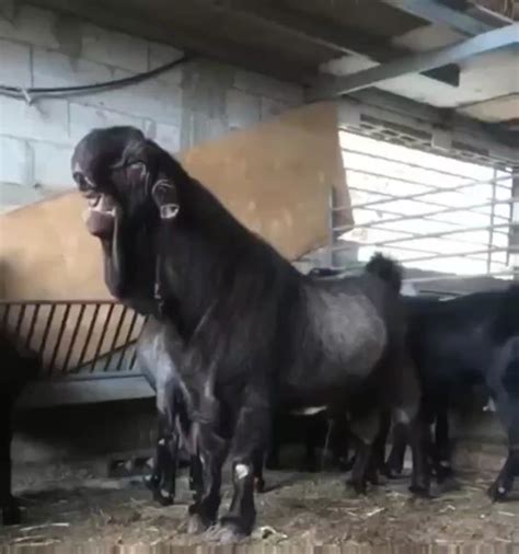 Damascus Goat Looks Alien Like Rmisc