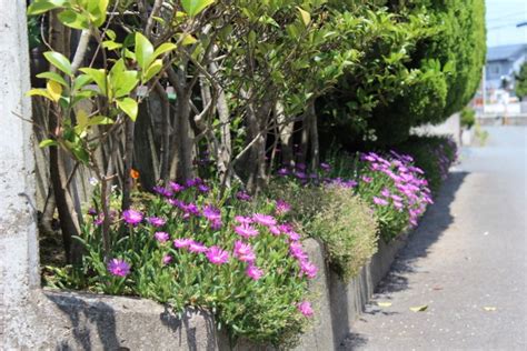 マツバギク 松葉菊 つれづれ日記 楽天ブログ