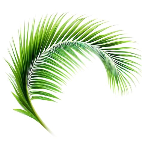 Premium Ai Image Green Leaves Of Palm Coconut Tree Bending Isolated