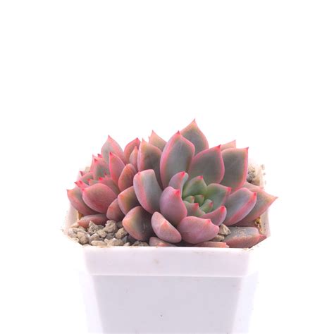 Echeveria Echoes Clustering 回聲群 For Sale Canada