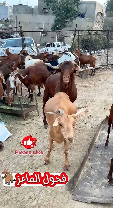 فحول قطيع الماعز 🐐 Goat Shorts Youtube