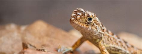 Rediscovering The Victorian Grassland Earless Dragon