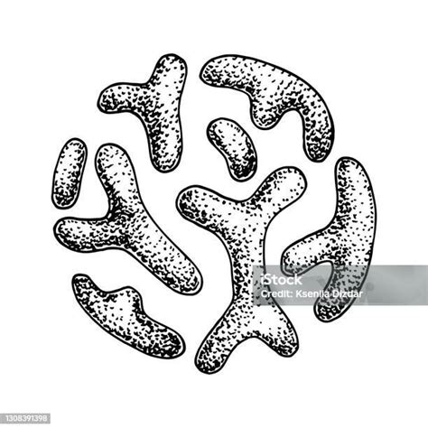 손으로 그린 프로바이오틱 비피도박테리움 박테리아 인간의 건강과 소화 조절에 좋은 미생물 스케치 스타일의 벡터 그림 프로바이오틱에 대한 스톡 벡터 아트 및 기타 이미지