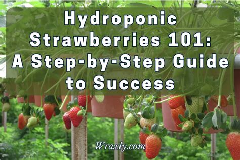 Hydroponic Strawberries 101 A Step By Step Guide To Success Wraxly